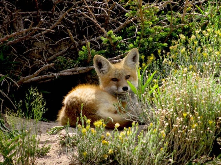 Red Fox Babies | Red Fox Kits - All Things Foxes