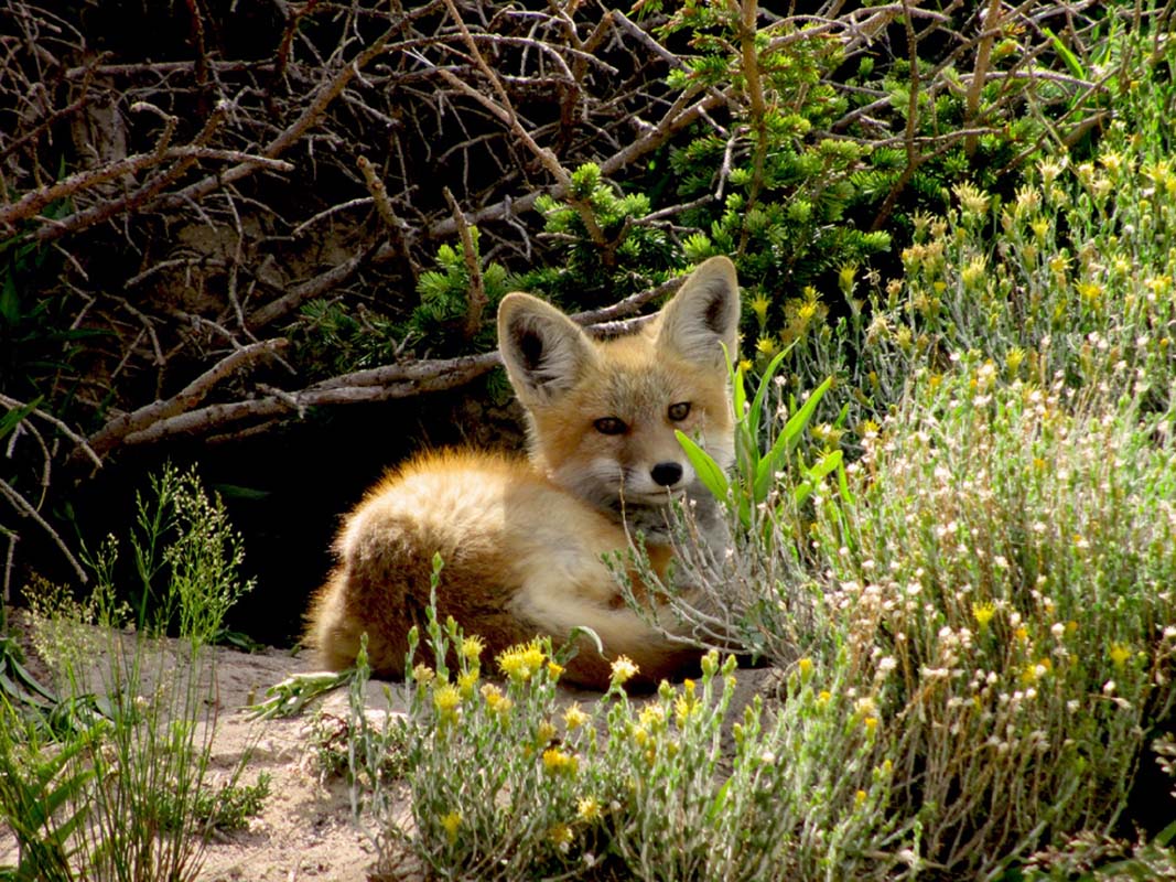 Red Fox Babies | Red Fox Kits - All Things Foxes