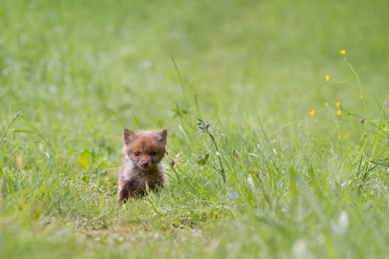 Red Fox Babies | Red Fox Kits - All Things Foxes