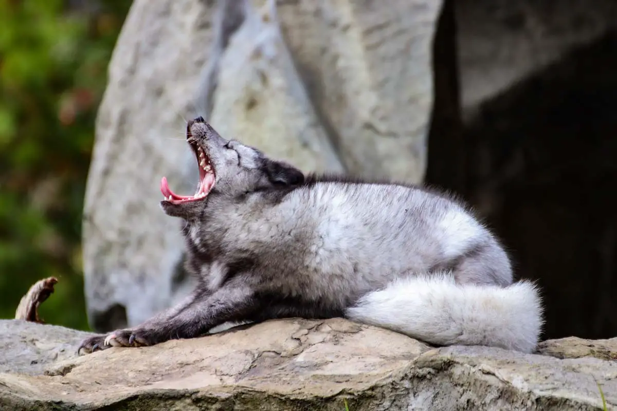 8 Yawning Foxes That Have Better Things To Do - All Things Foxes