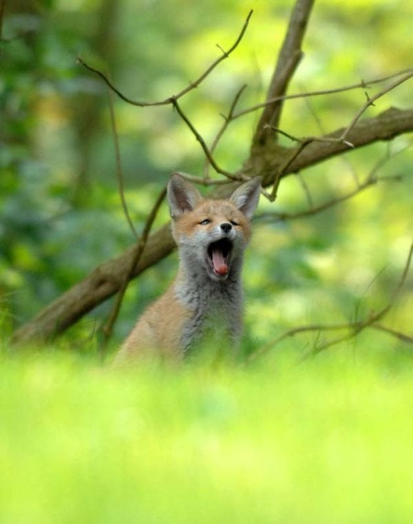8 Yawning Foxes That Have Better Things To Do - All Things Foxes