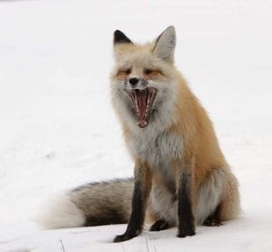 8 Yawning Foxes That Have Better Things To Do - All Things Foxes
