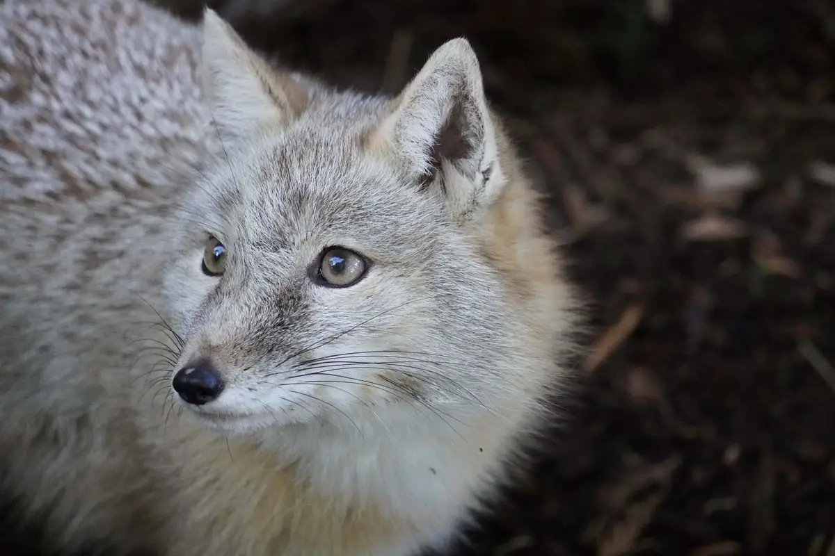 Desert Foxes | Species That Thrive in the Desert - All Things Foxes