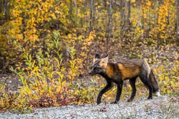 Colors of Foxes | Fox Colors and Morphs - All Things Foxes