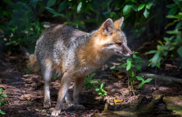 Types of Foxes | Species Of Foxes - All Things Foxes