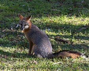 Colors of Foxes | Fox Colors and Morphs - All Things Foxes