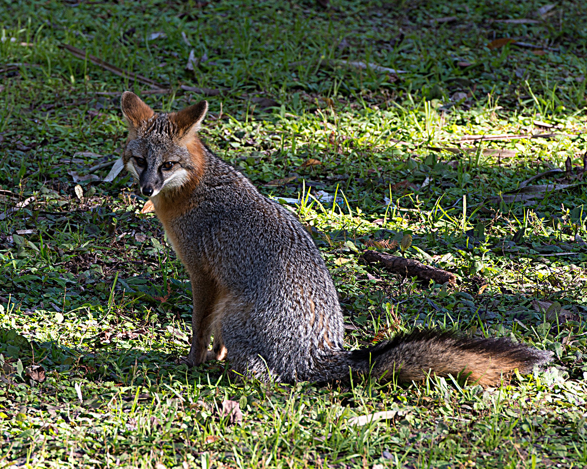 Colors of Foxes | Fox Colors and Morphs - All Things Foxes