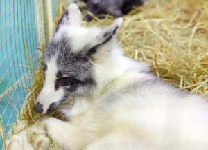 Colors of Foxes | Fox Colors and Morphs - All Things Foxes