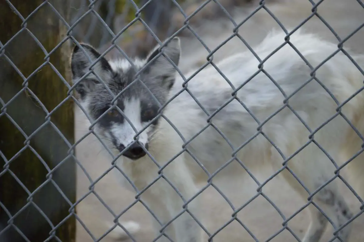 Types of Foxes | Species Of Foxes - All Things Foxes