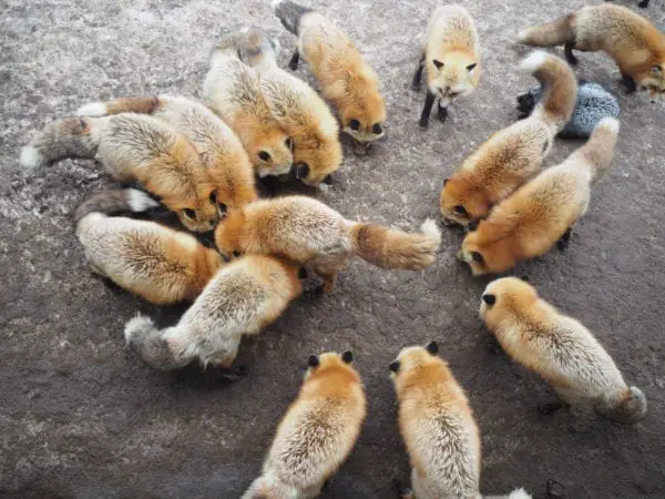 Types of Foxes | Species Of Foxes - All Things Foxes