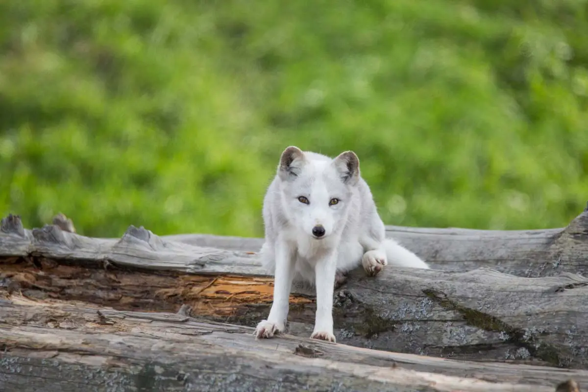 Beautiful Arctic Foxes That Will Melt Your Heart Not Freeze