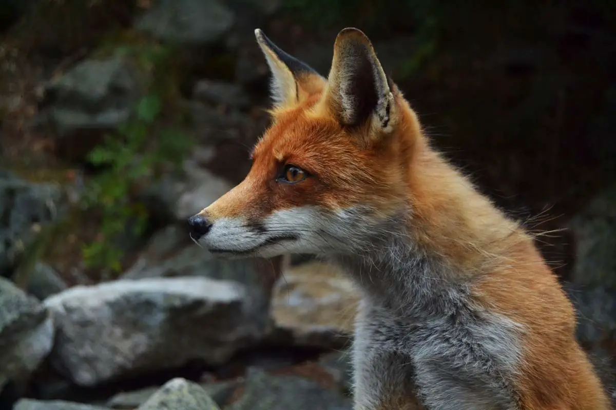 Fox Hunting | The Complete History - All Things Foxes