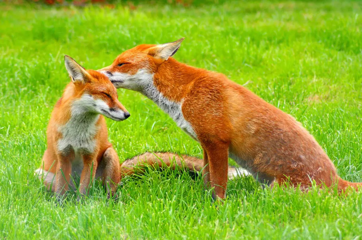 8 Foxes Smiling | And Why You Should Too! - All Things Foxes