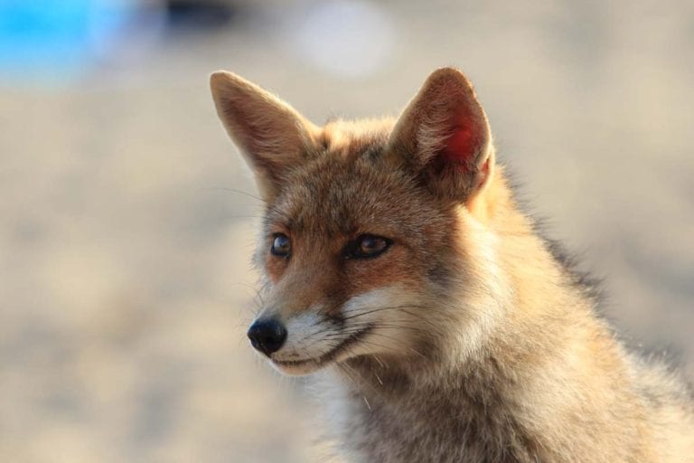 8 Foxes Smiling | And Why You Should Too! - All Things Foxes