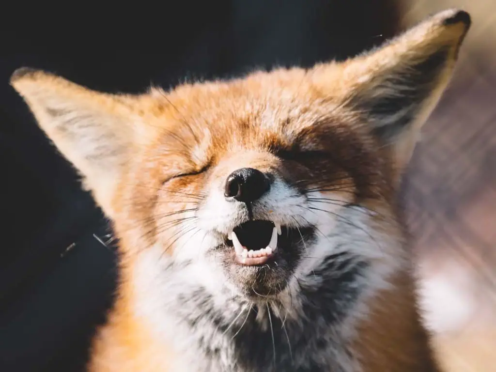 8 Foxes Smiling | And Why You Should Too! - All Things Foxes