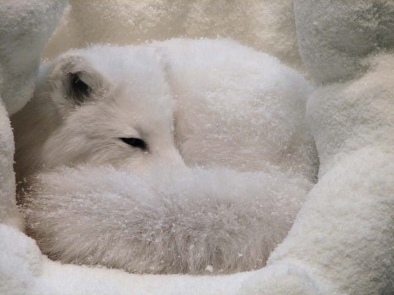 Fox Dens | All You Need To Know - All Things Foxes