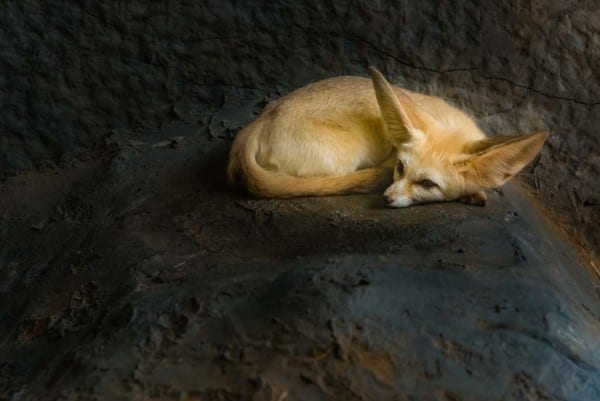 Fox Dens | All You Need To Know - All Things Foxes