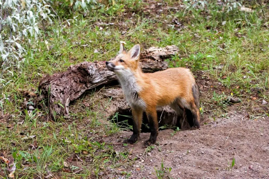 Fox Dens | All You Need To Know - All Things Foxes