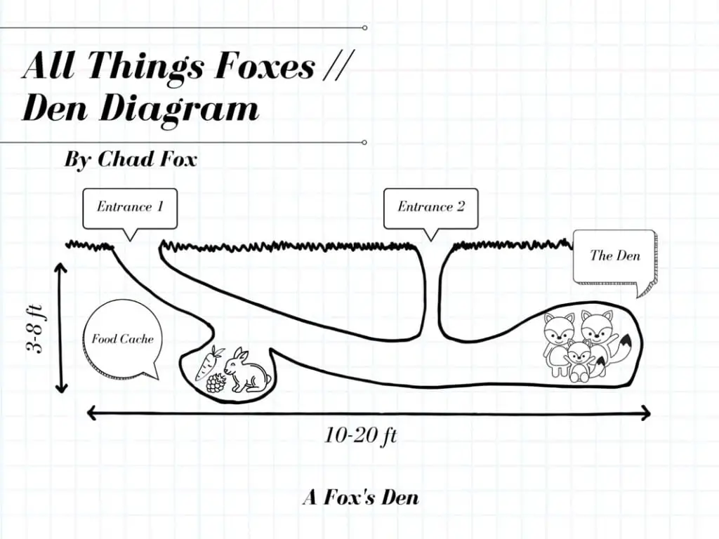 Fox Dens | All You Need To Know - All Things Foxes