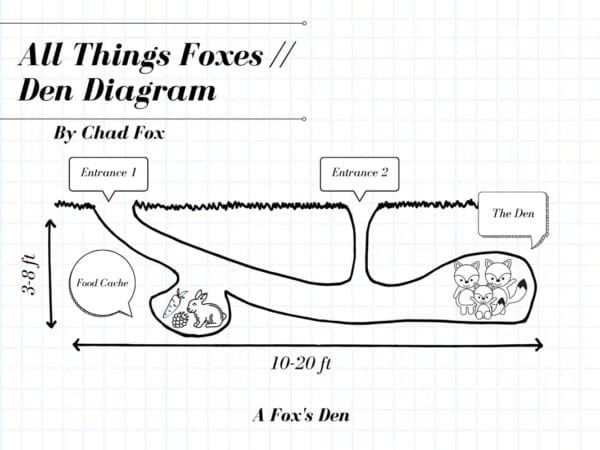 Fox Dens | All You Need To Know - All Things Foxes