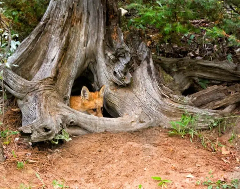 Fox Dens | All You Need To Know - All Things Foxes