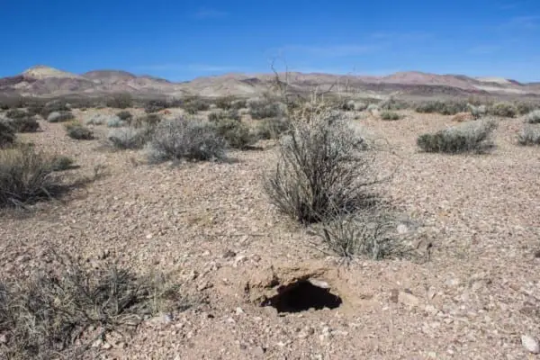 Fox Dens | All You Need To Know - All Things Foxes