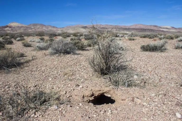 Fox Dens | All You Need To Know - All Things Foxes