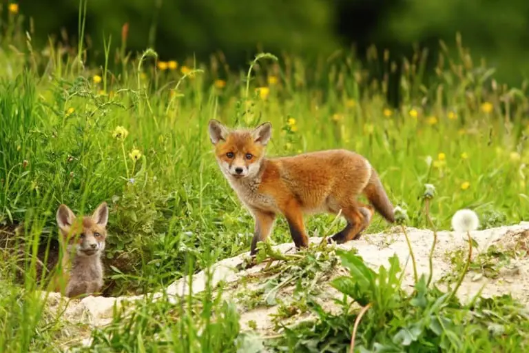 Fox Dens | All You Need To Know - All Things Foxes