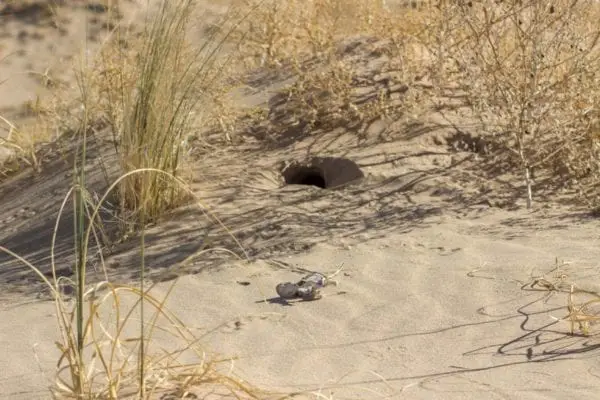 Fox Dens | All You Need To Know - All Things Foxes