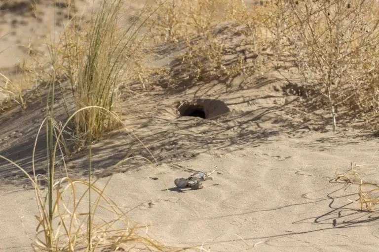 Fox Dens | All You Need To Know - All Things Foxes