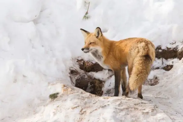 Fox Dens | All You Need To Know - All Things Foxes