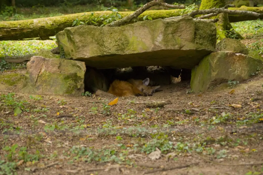 Where do Foxes Sleep? Sleeping Behaviors of Foxes - All Things Foxes