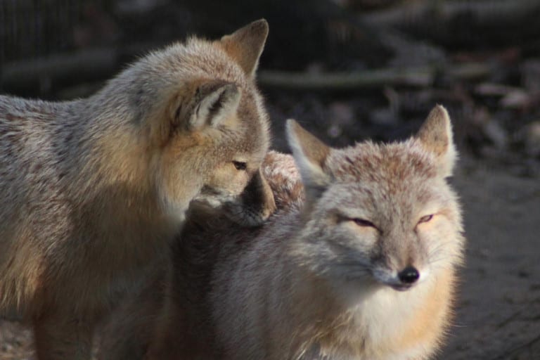 Do Foxes Smell | Scent Marking - All Things Foxes