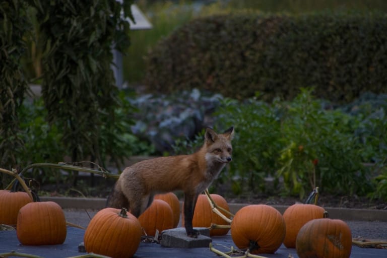 20 Best Fox Costumes | Fox Costumes for Halloween - All Things Foxes