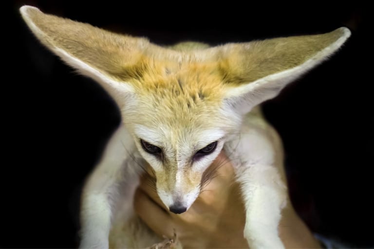 What do Foxes Look Like | Fox Description - All Things Foxes