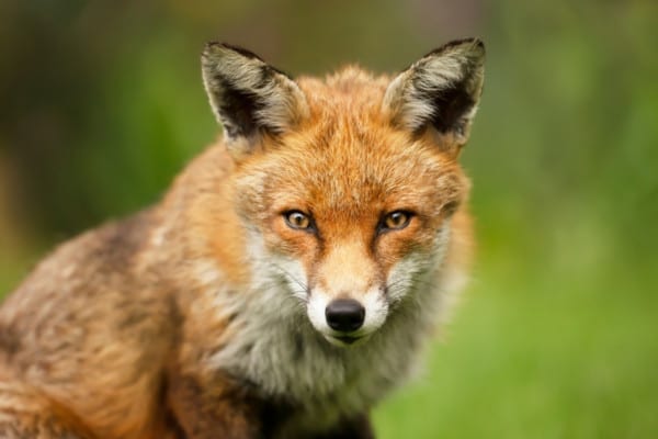 Fox Vs Coyote | How to Tell Them Apart - All Things Foxes