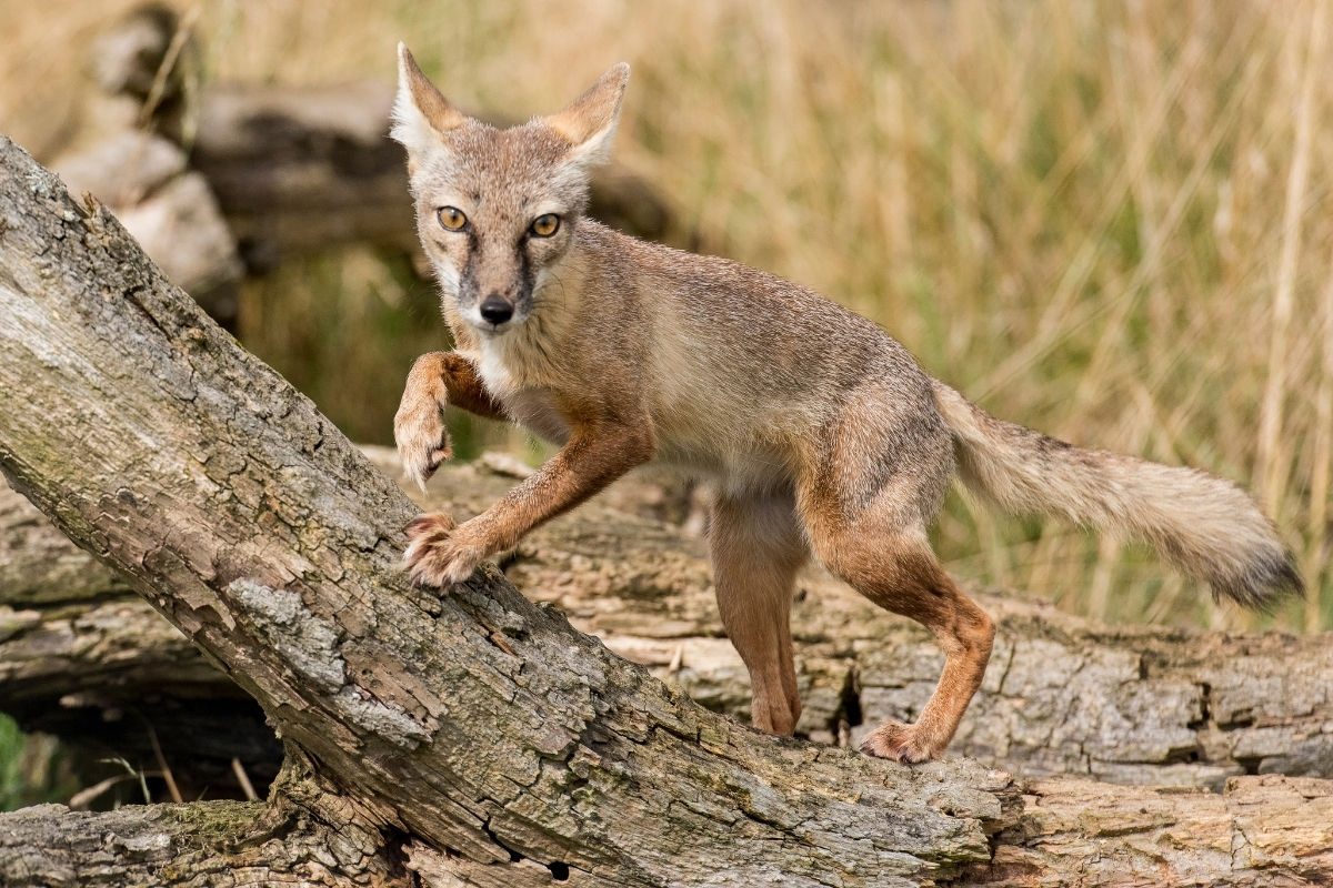 Fox Habitats All Things Foxes What You Need To Know Fox Habitats All Things Foxes What You Need To Know