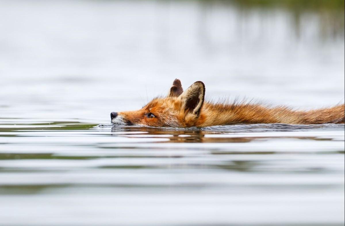 Do Foxes Swim: Ultimate Guide - All Things Foxes