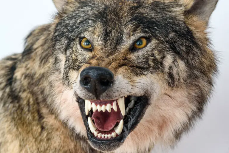 Do Wolves Attack Humans & What To Do (Myths & Truths) - All Things Foxes