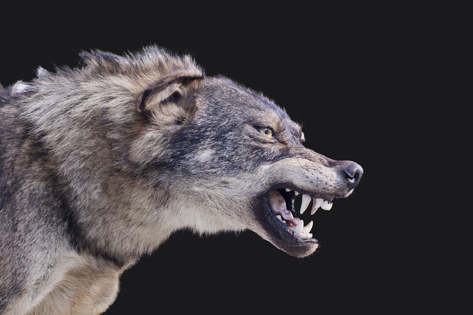 Can You Tame A Wolf (If Yes, How?) - All Things Foxes