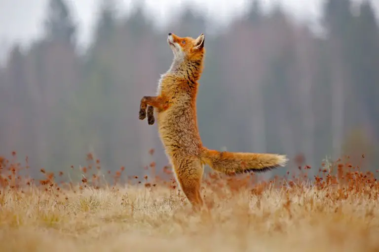 Do Foxes Eat Ducks: Ultimate Guide - All Things Foxes