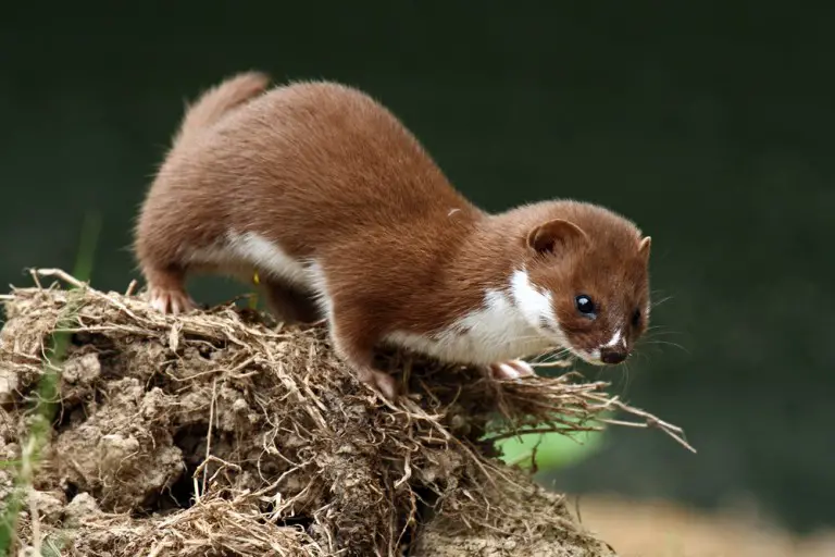 Do Foxes Eat Weasels: Ultimate Guide - All Things Foxes