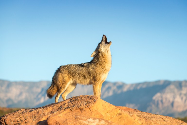 Why Do Wolves Howl & How Do They Communicate? - All Things Foxes