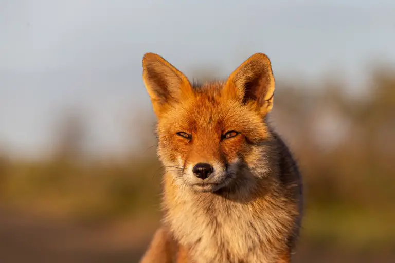 What To Do If A Fox Approaches You (Or Attacks You): Ultimate Guide ...