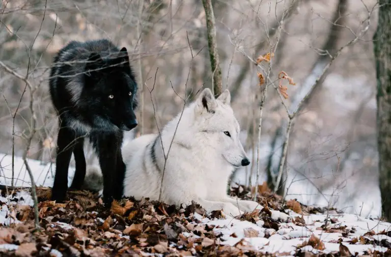 How Smart Are Wolves (More Intelligent Than Dogs?) - All Things Foxes