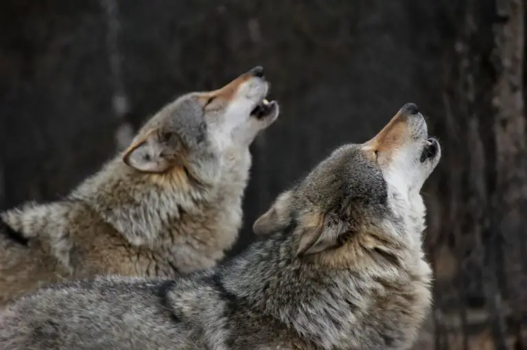 Why Do Wolves Howl & How Do They Communicate? - All Things Foxes
